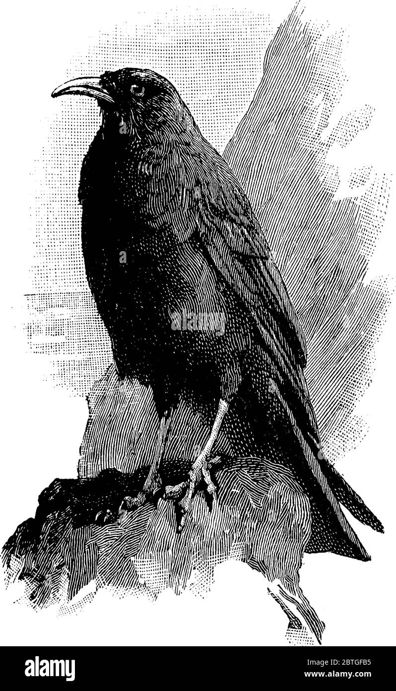 Loud call Black and White Stock Photos & Images - Alamy