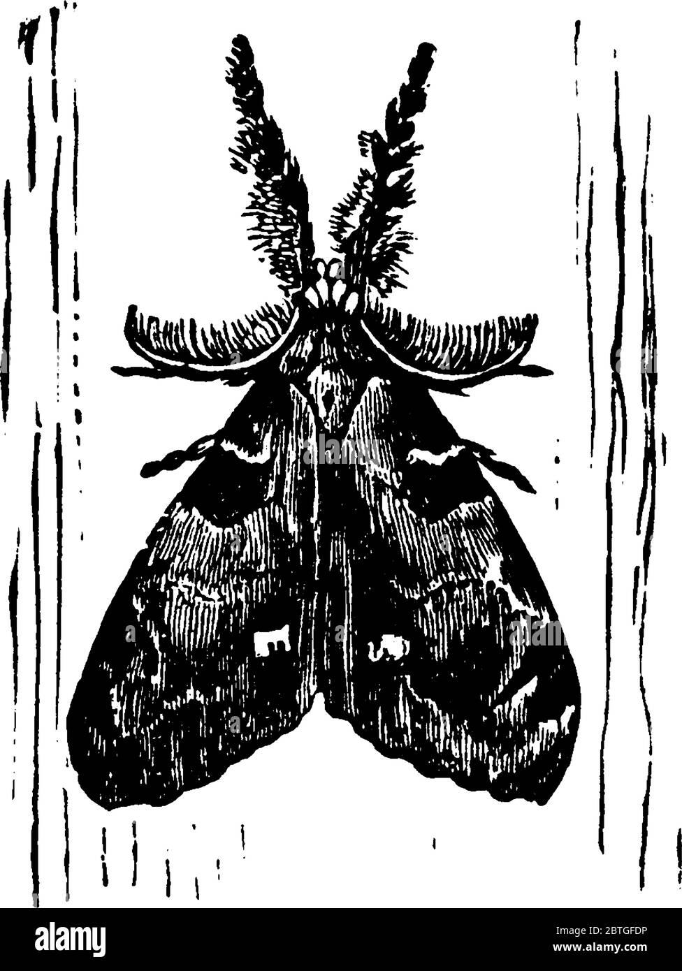 Moth male Black and White Stock Photos & Images - Alamy