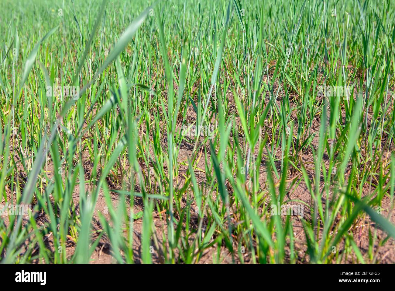 agricultural field with rye plant Stock Photo - Alamy