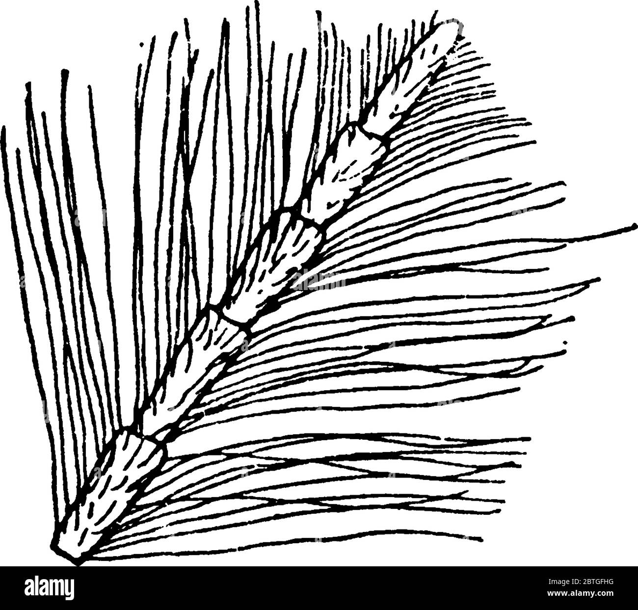 Plumose antenna Cut Out Stock Images & Pictures - Alamy