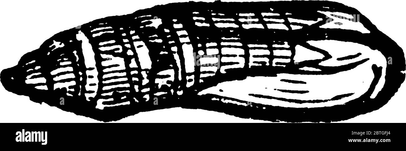 The pupa of the bee-moth, Galleria melonella species, with dark mottled ...