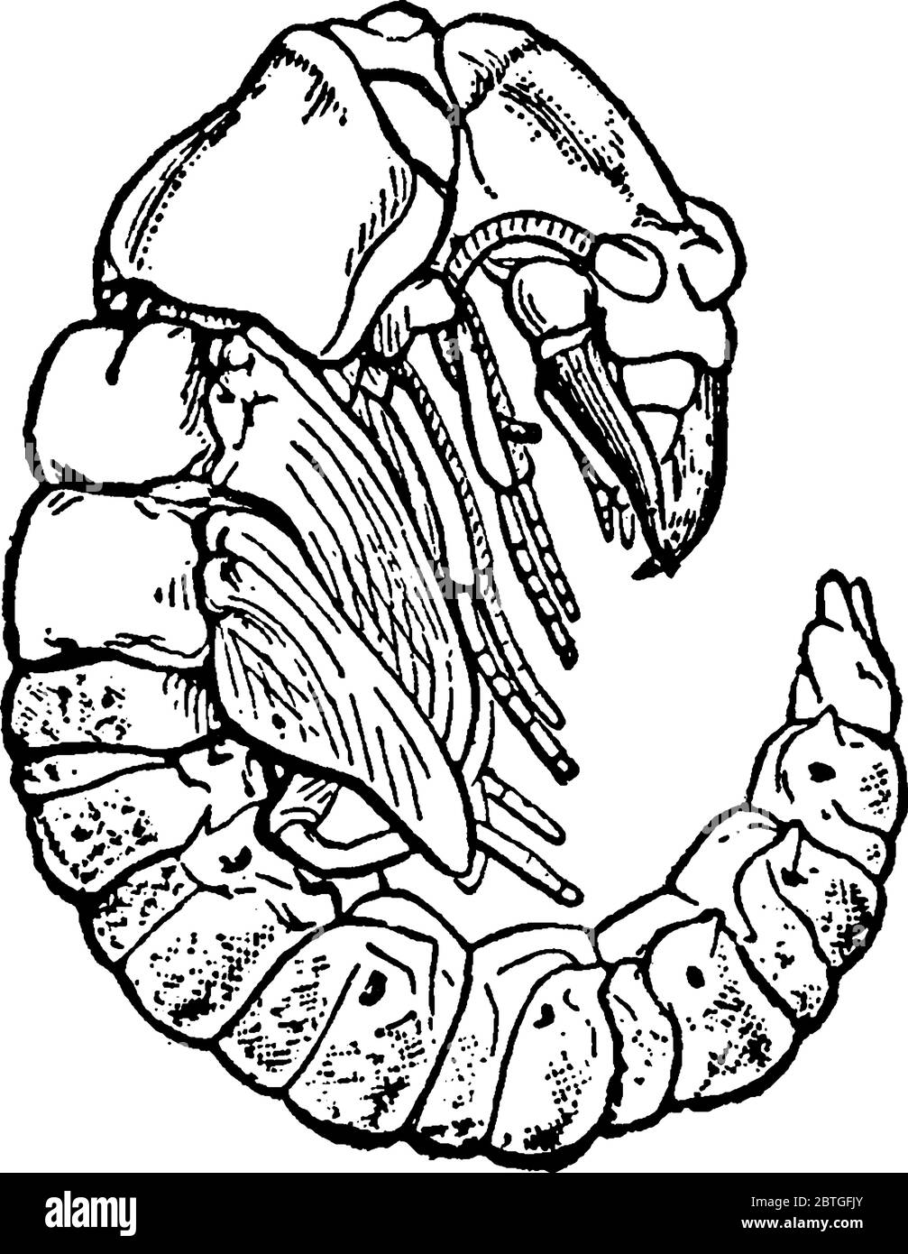 Dobsonfly larvae hi-res stock photography and images - Alamy