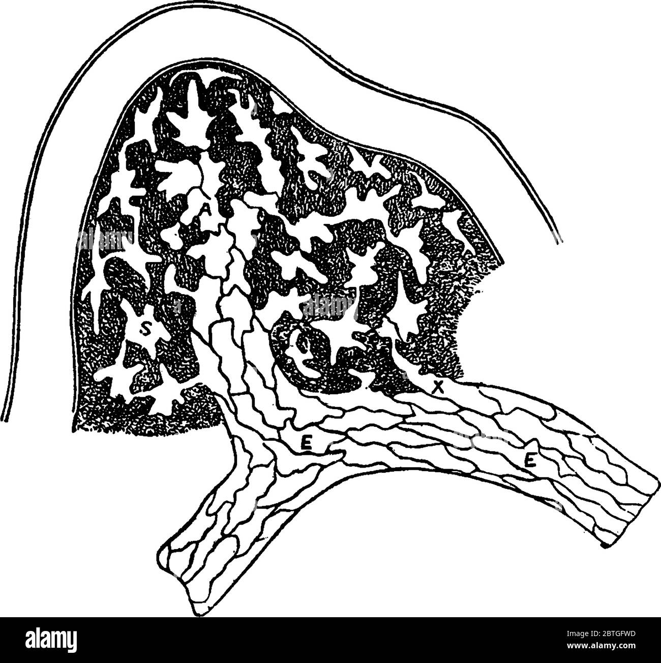 Lymphatic system drawing hi-res stock photography and images - Alamy