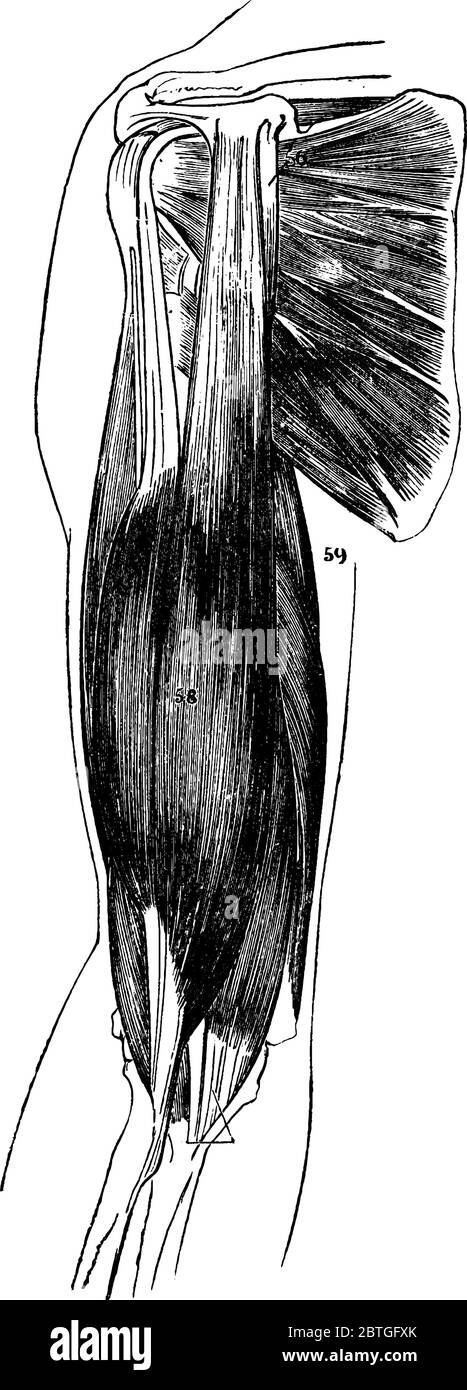 58 59 Stock Vector Images - Alamy