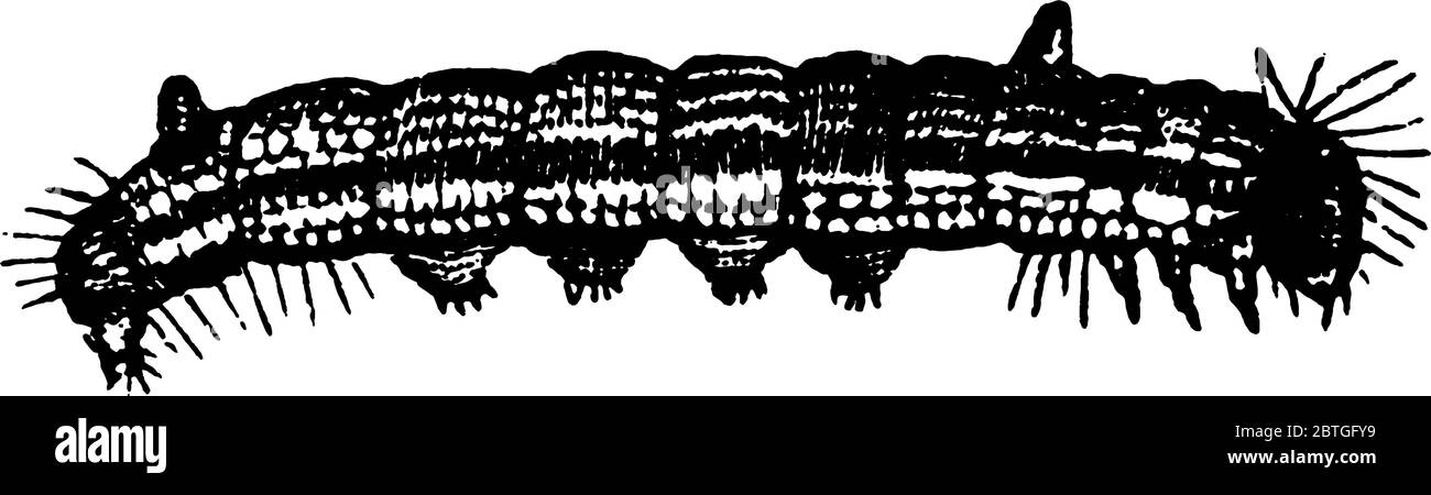 Higad Clipart School