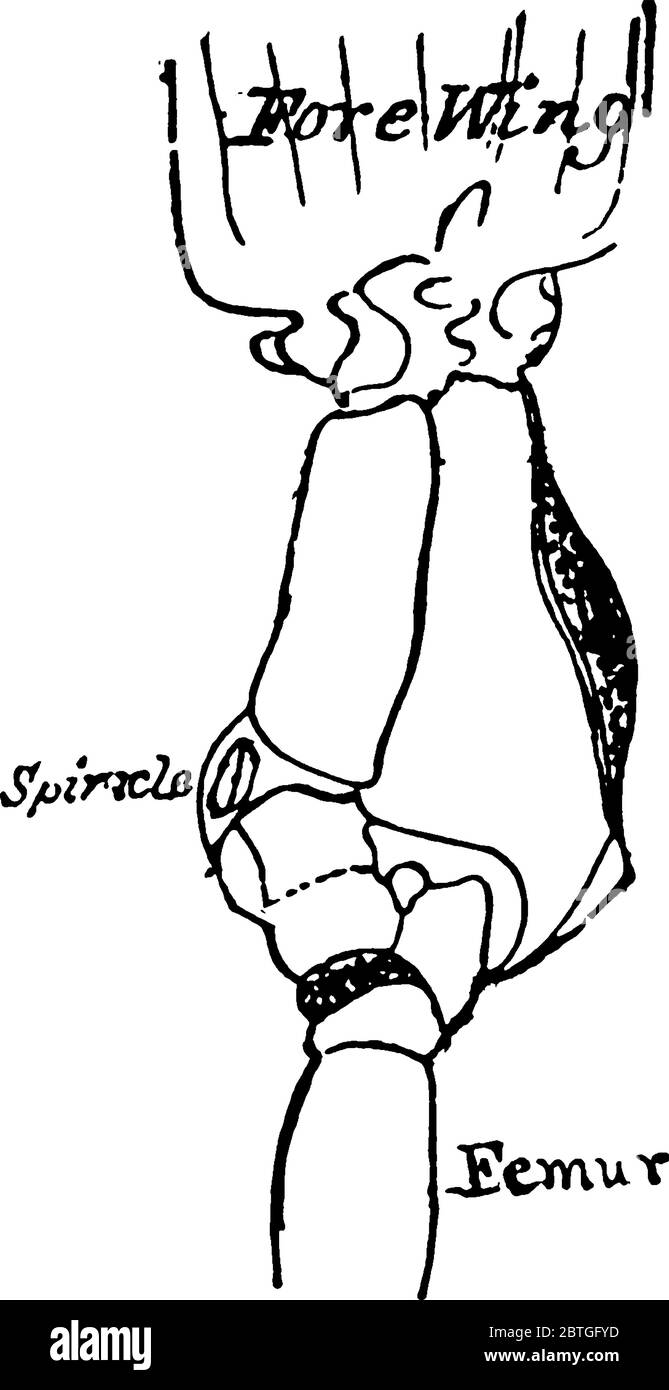 The Body Section Of Grasshopper After The Head Is Called Thorax This