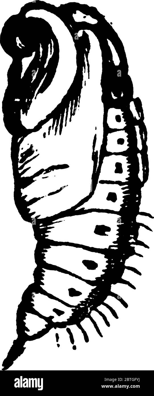 The picture depicts the male pupa of the moth, Notolophus leucostigma ...