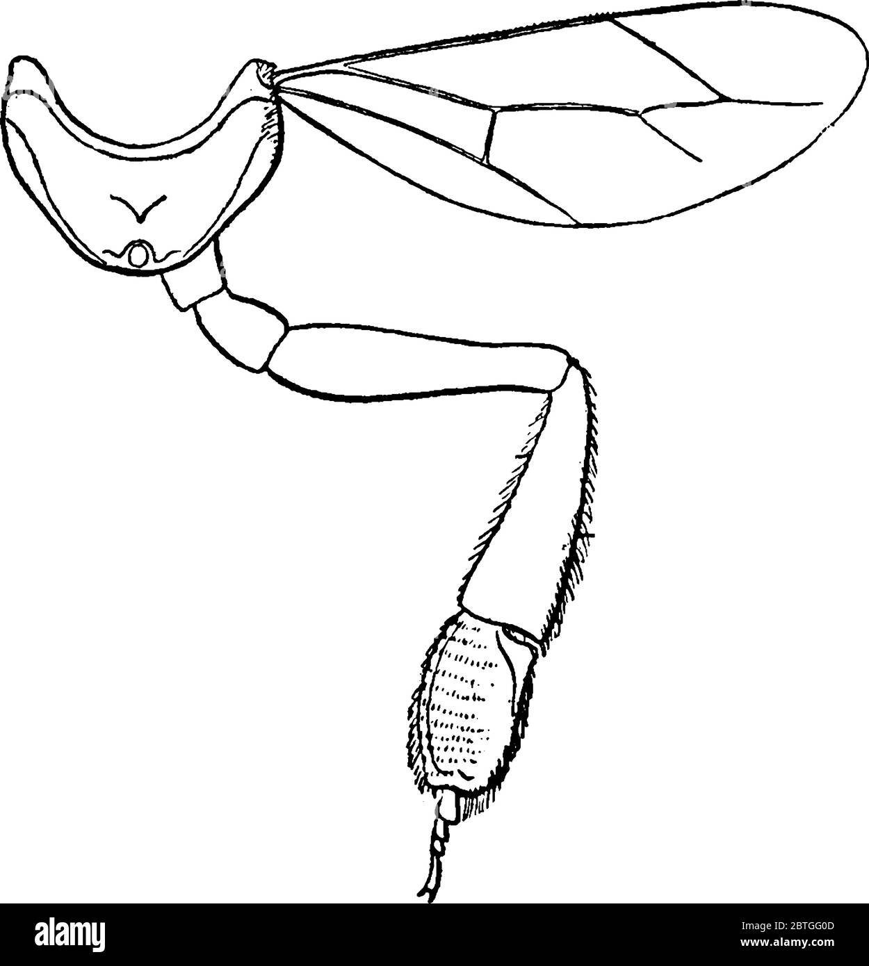 A Honey Bee is a eusocial, flying insect in the family Apidae, they ...