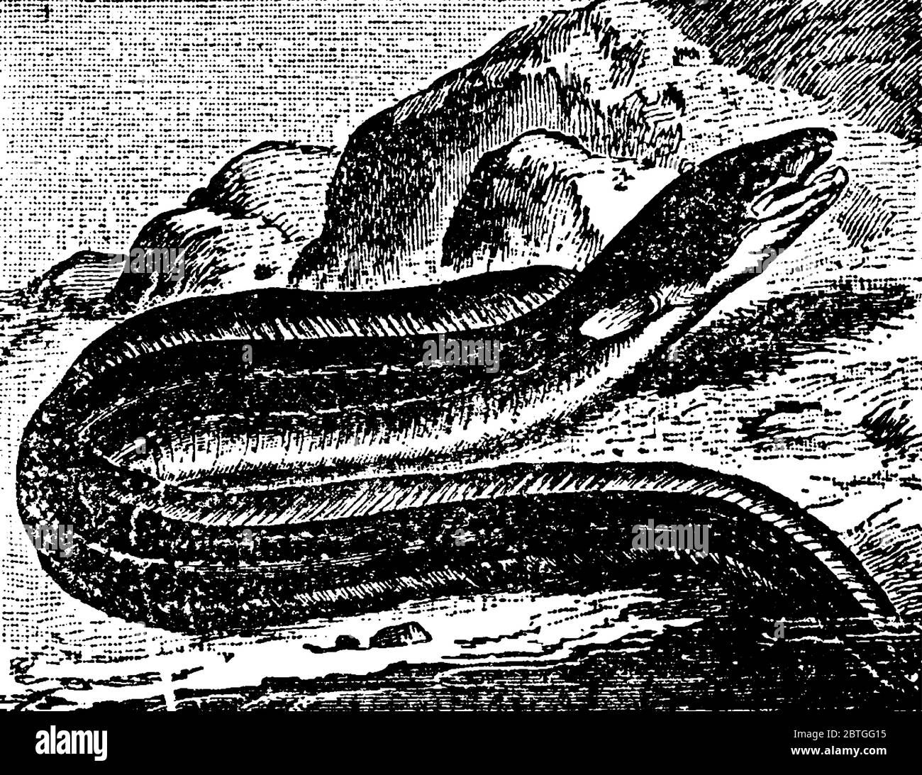 Lower lateral parts Stock Vector Images - Alamy