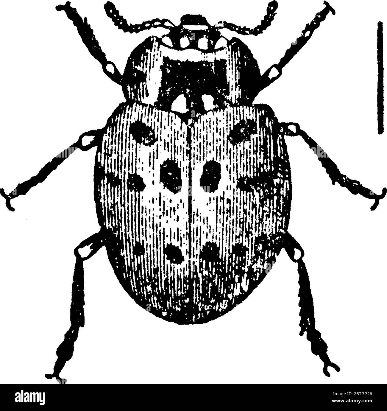 Yellow white spots on Stock Vector Images - Alamy