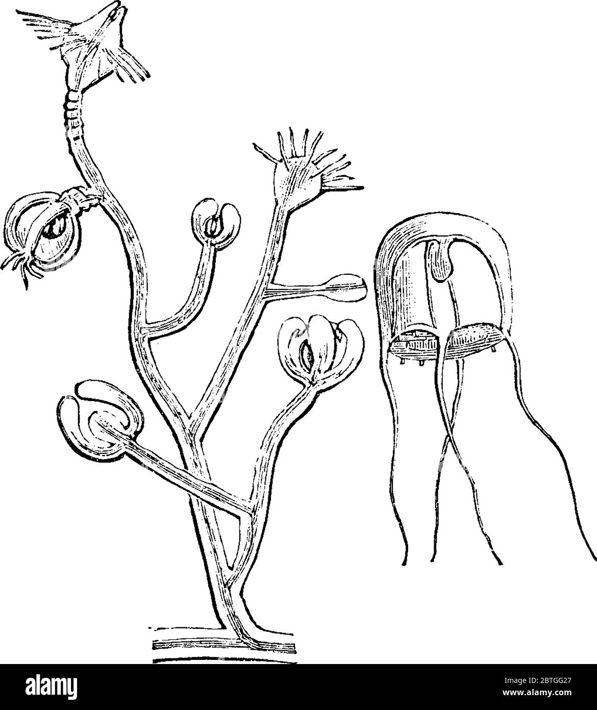 Be a marine Black and White Stock Photos & Images - Alamy