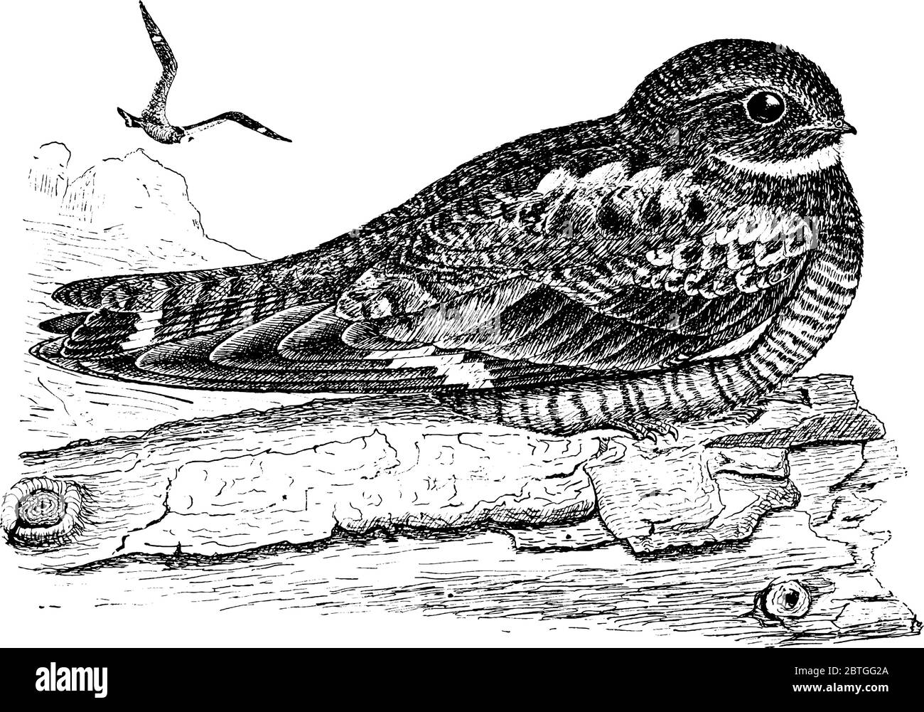 Catch flying insects Stock Vector Images - Alamy