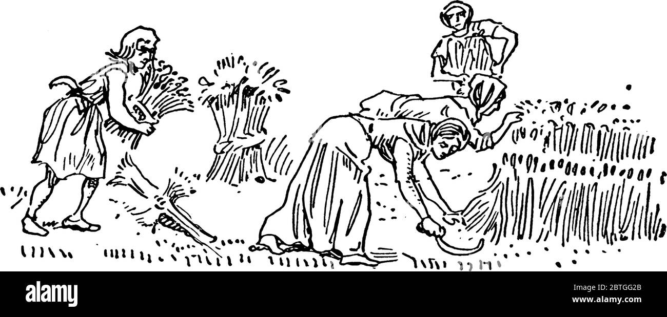 Picture from fourteenth century of reaping in the field, vintage line ...