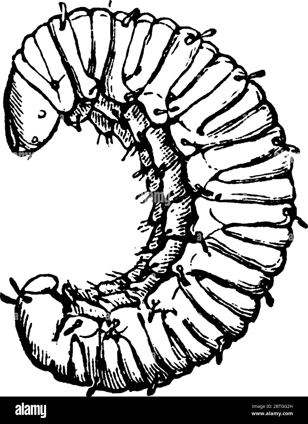 Young larvae Stock Vector Images - Alamy