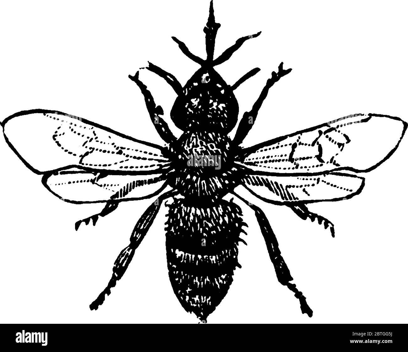 Eusocial bee Stock Vector Images - Alamy