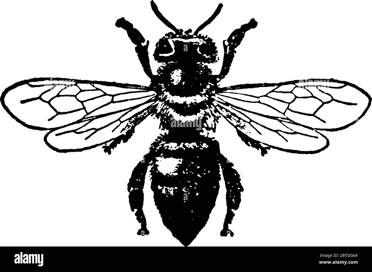 A typical representation of the worker honey-bee, Apis mellifica ...