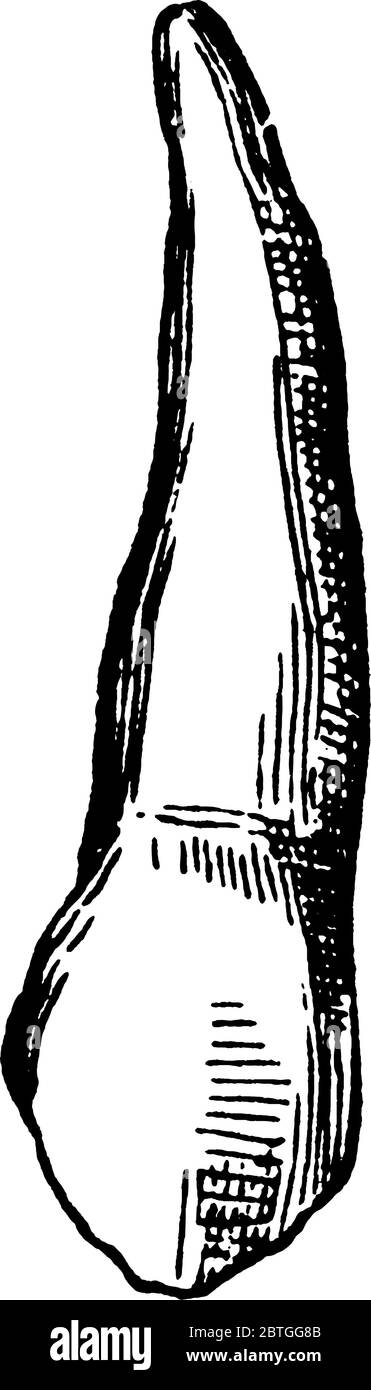 A typical representation of canine tooth that is long and pointed ...