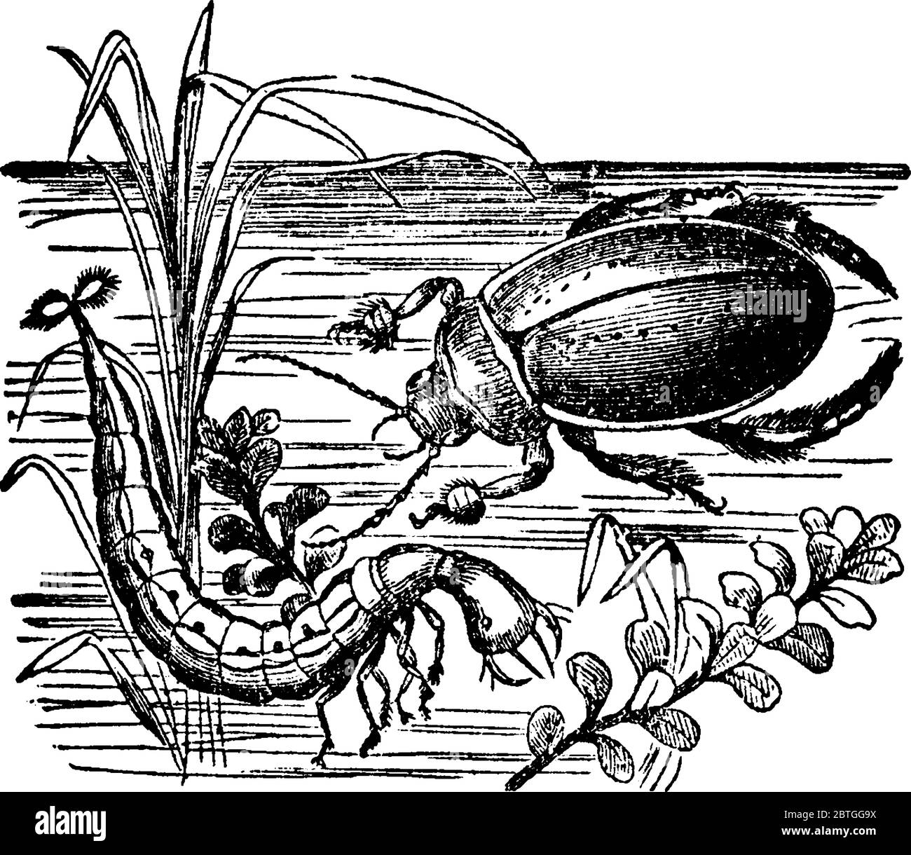 A picture representing the great diving beetle at two different stages ...