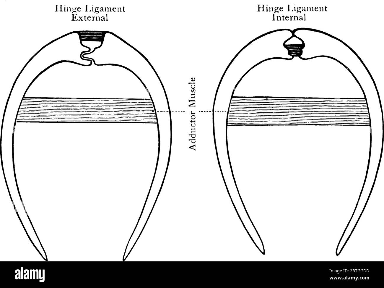 Clam Internal Anatomy Diagram