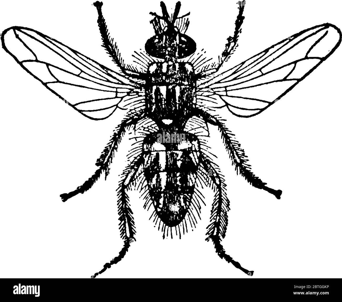 Two winged fly with radial veins in its wings and mottled head, abdomen ...