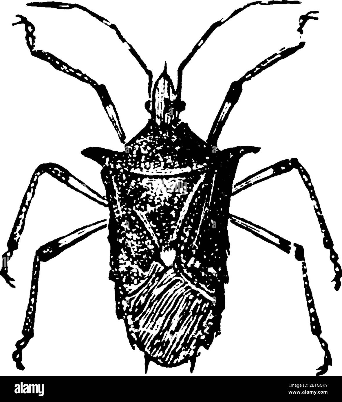 A small beetle with distinct shapes of abdomen and mottled body, are of ...