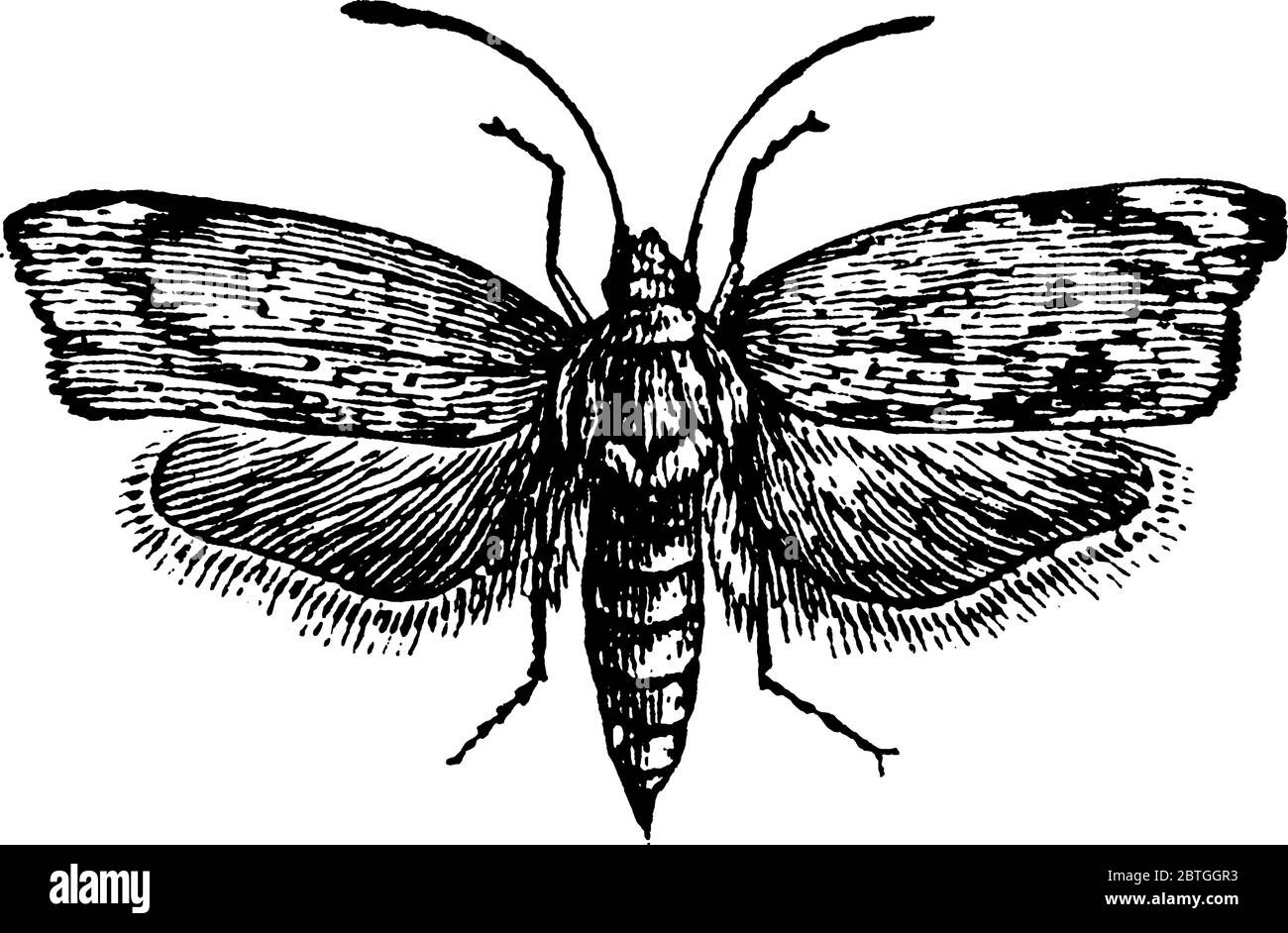 Moth antennae Stock Vector Images - Alamy