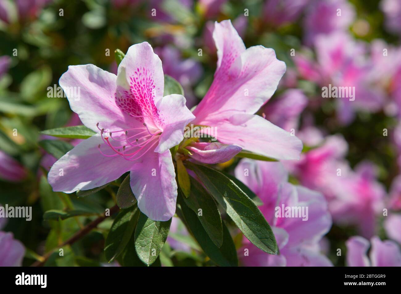 Azaleas at The Dallas Arboretum Stock Photo - Alamy