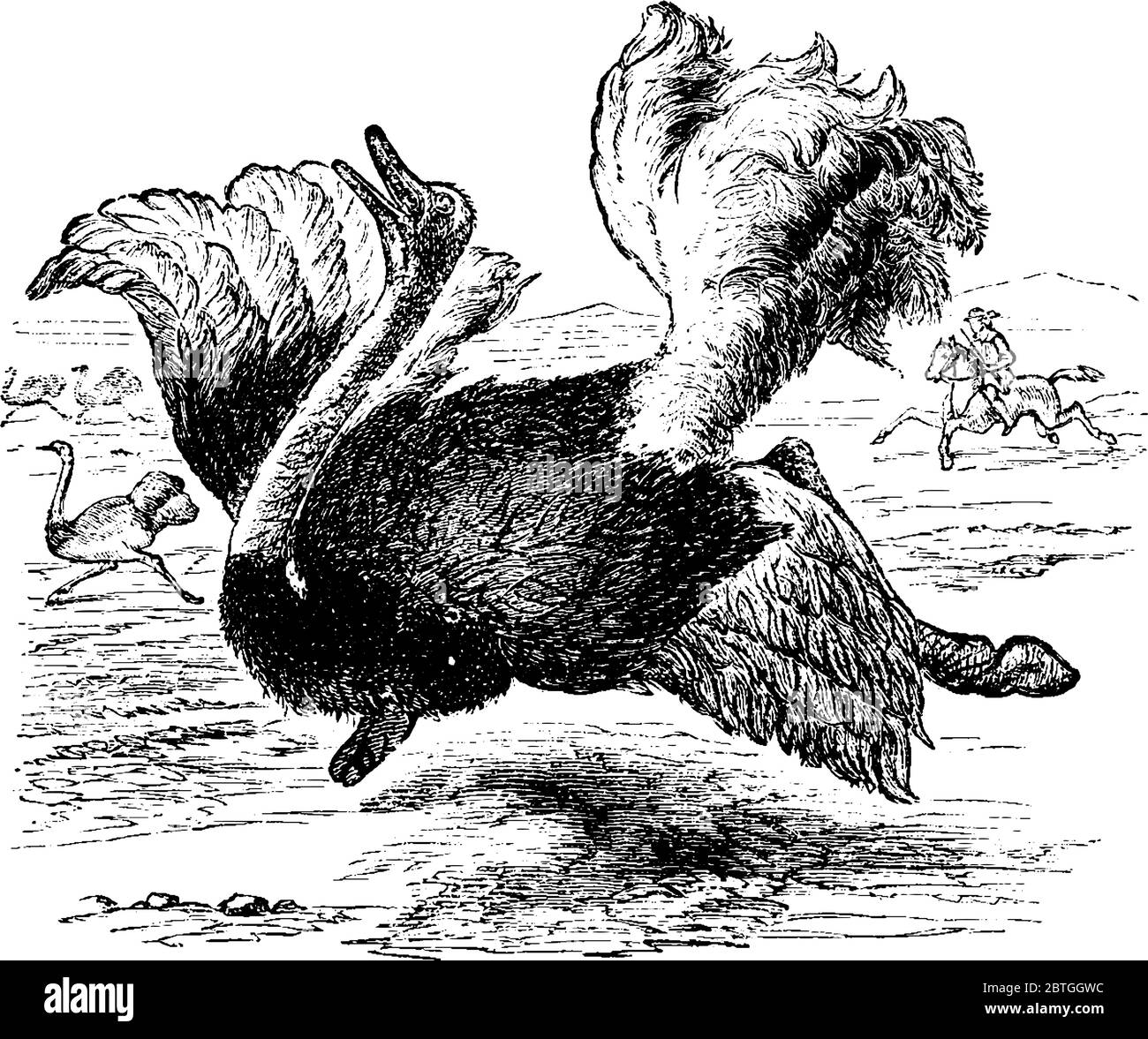 Ostrich hunt Stock Vector Images - Alamy