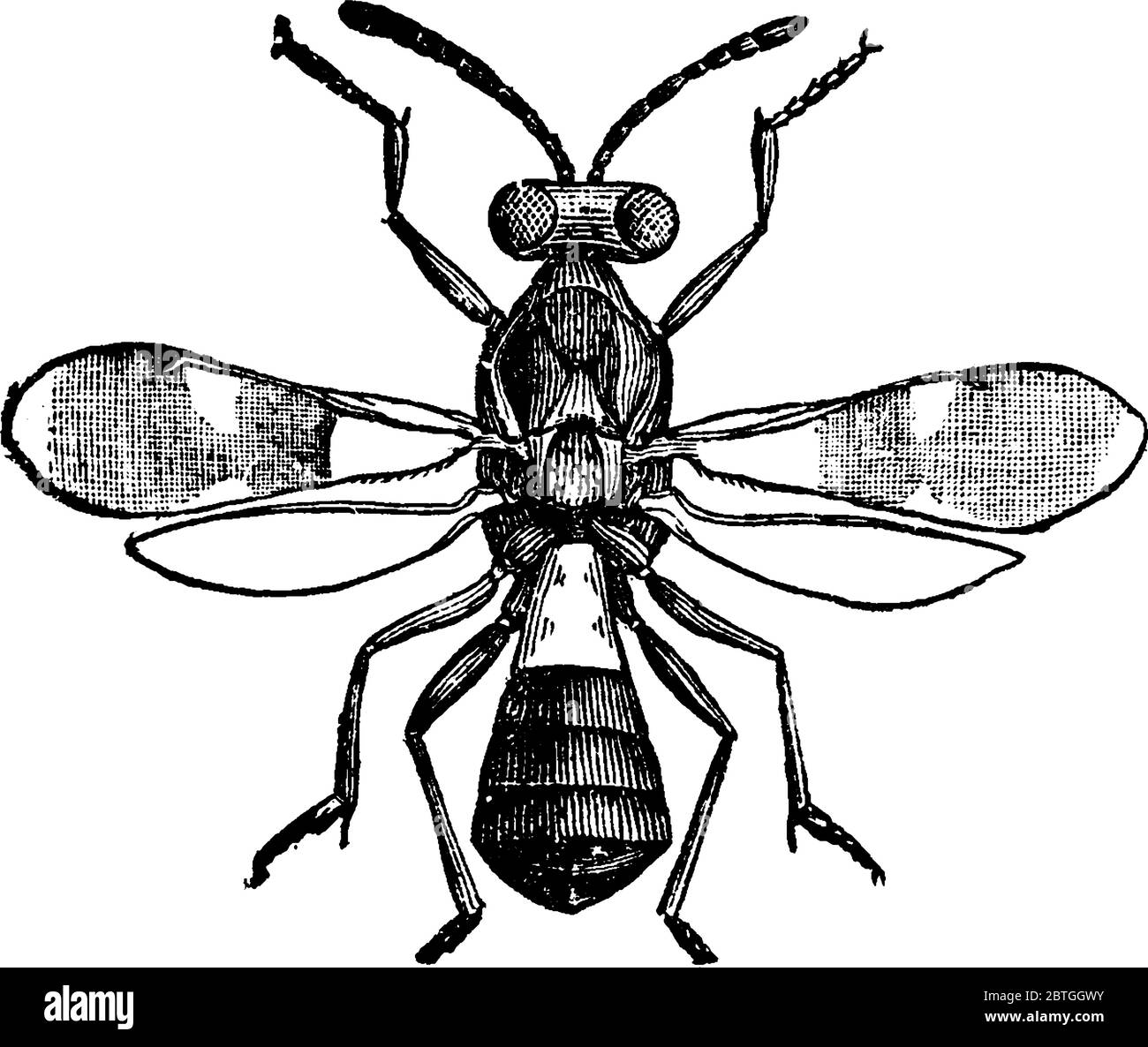 Image showing Southern Katydid, Microcentrum laurifolium- the female ...