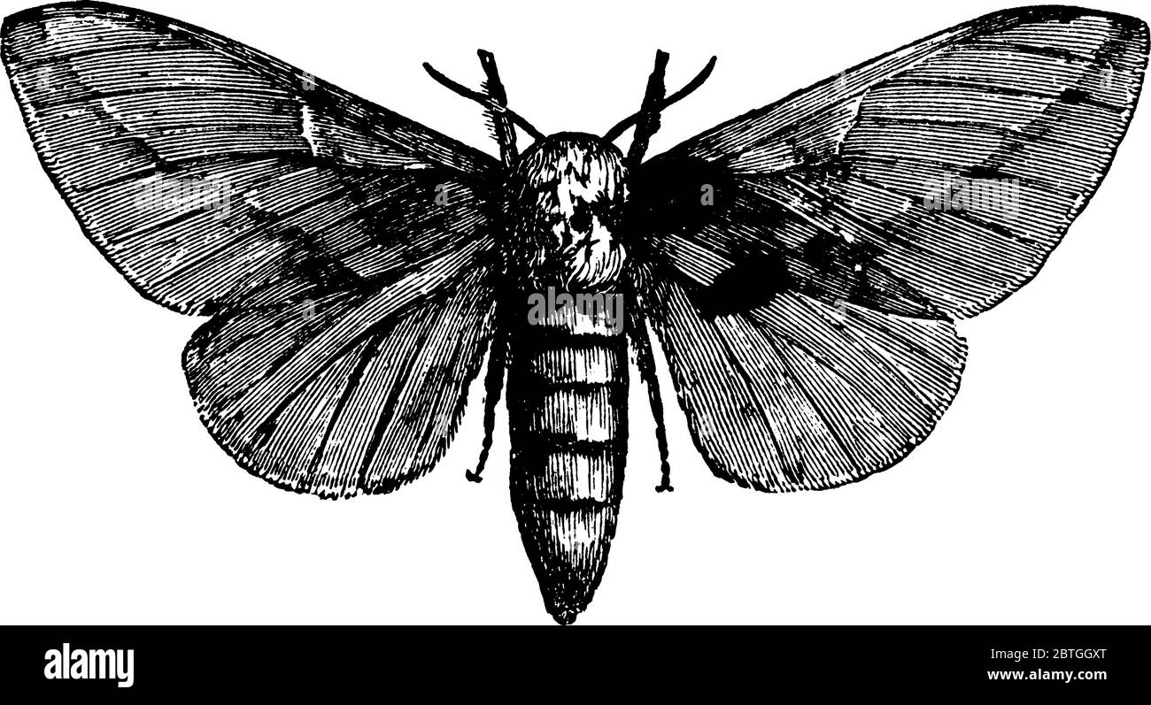 Silk moth Stock Vector Images - Alamy