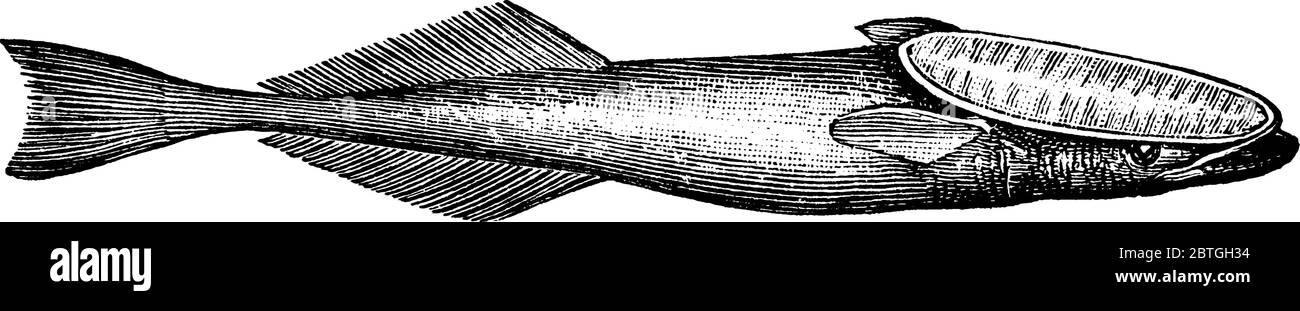 A sucking fish that uses the flat disk on its head, to stick to larger ...