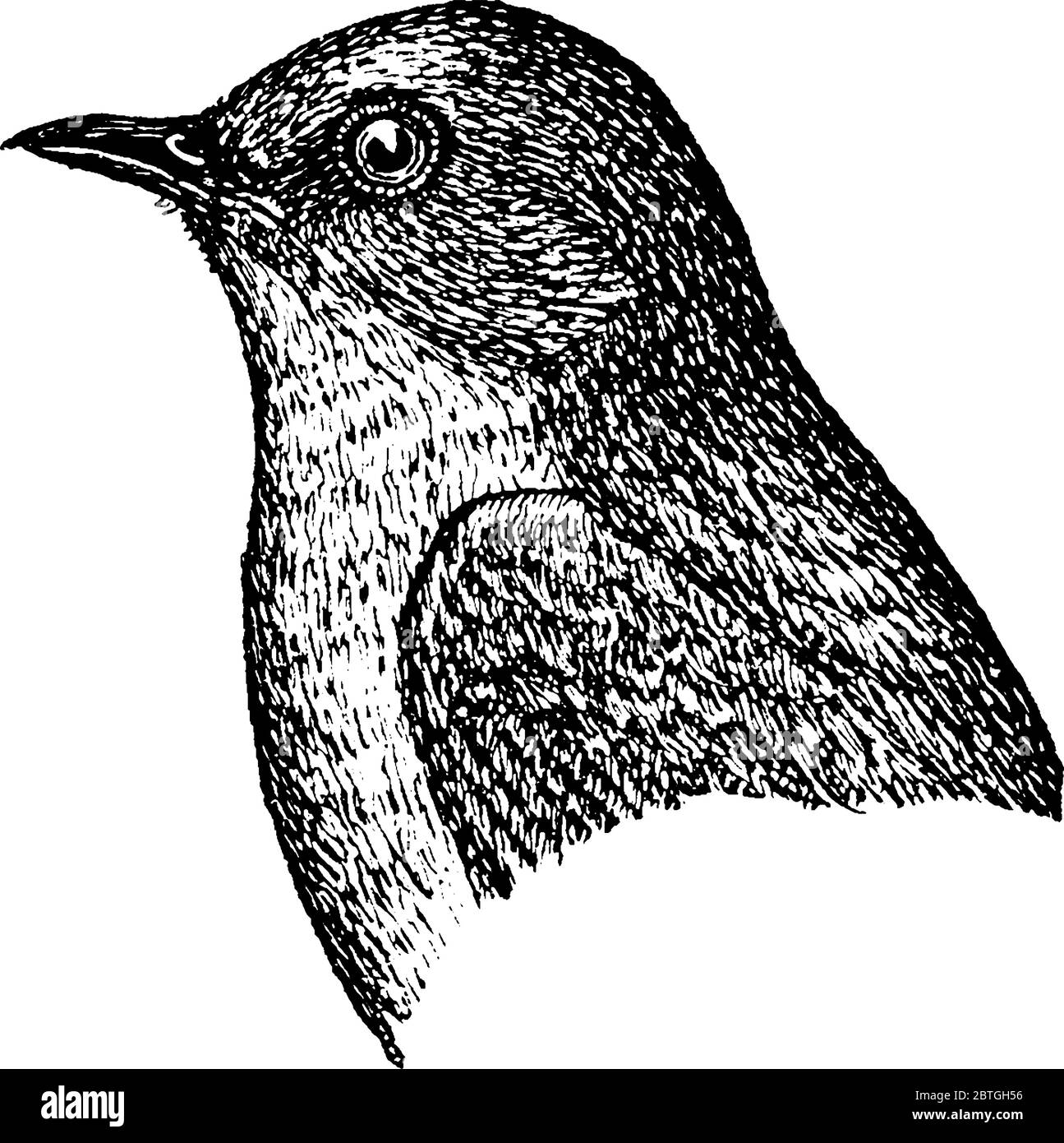 Bluebird, usually are attractive birds with blue, or blue and red ...