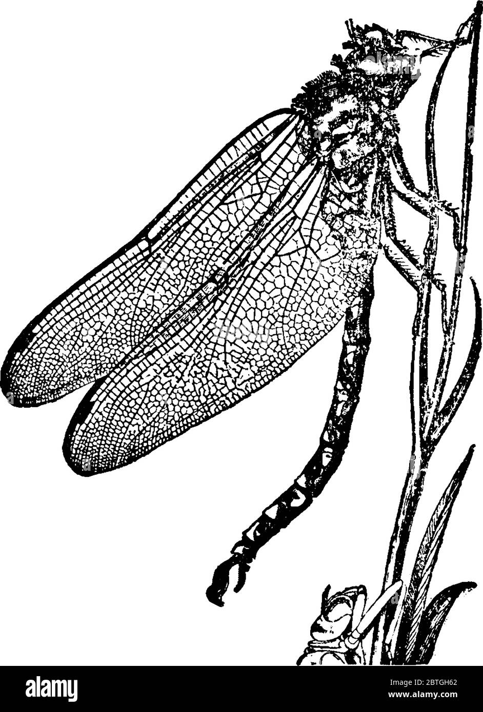 Resting insects Stock Vector Images - Alamy