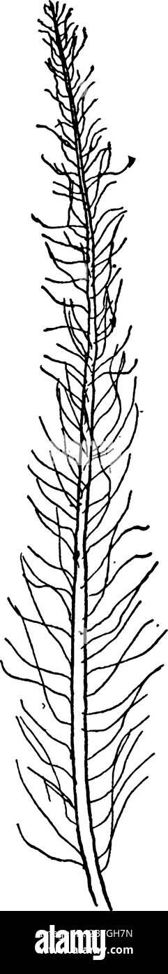 Tufts of hair-like setae of the bumble-bee, that is too short and ...