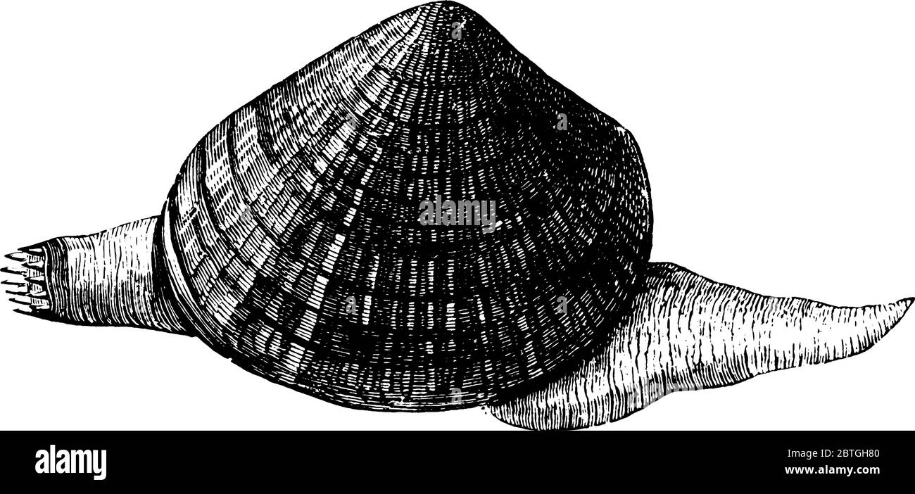 Bivalve mollusks hi-res stock photography and images - Alamy