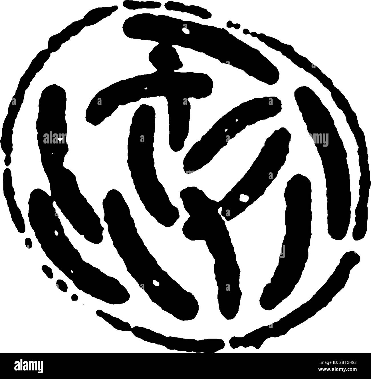 A typical representation of the rod-shaped colonies of Myconostoc ...