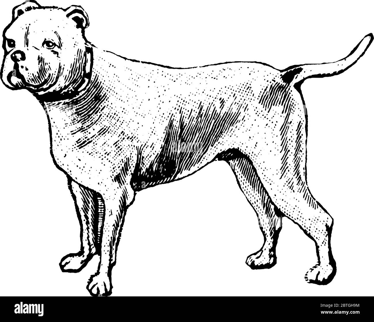 Image showing a dog which is a domesticated animal, vintage line ...