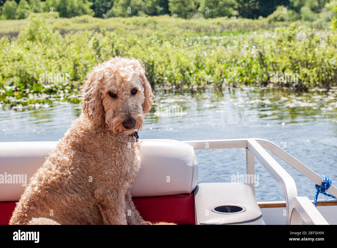 Golden doodle dog sitting upright on a pontoon boat in a lagoon Stock ...