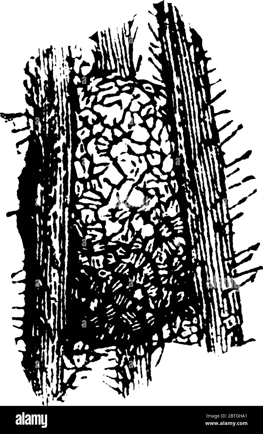 Network of beetle cocoon made by moth caterpillar, vintage line drawing ...