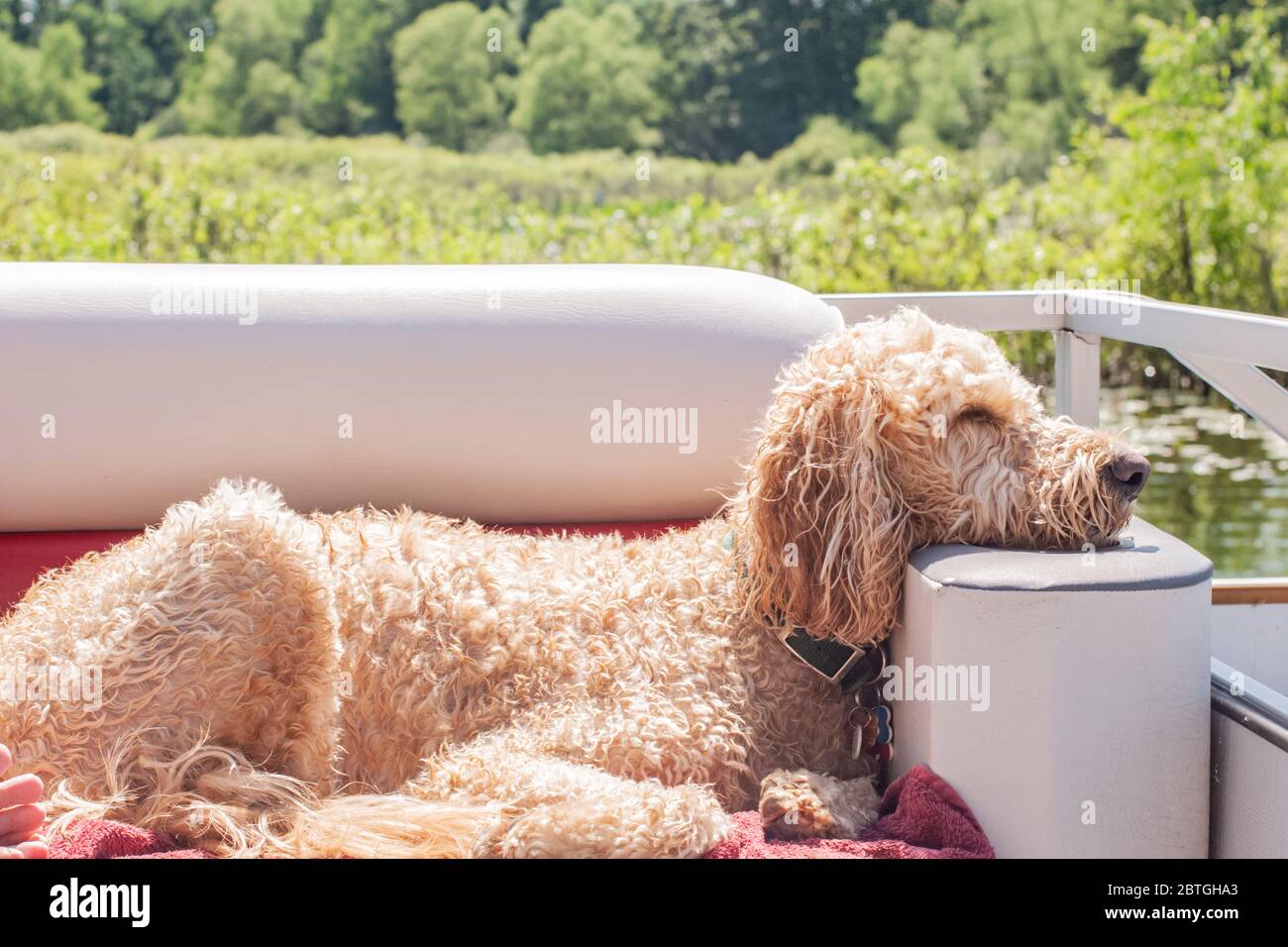 Golden doodle dog resting on a pontoon boat in a lagoon enjoying the ...