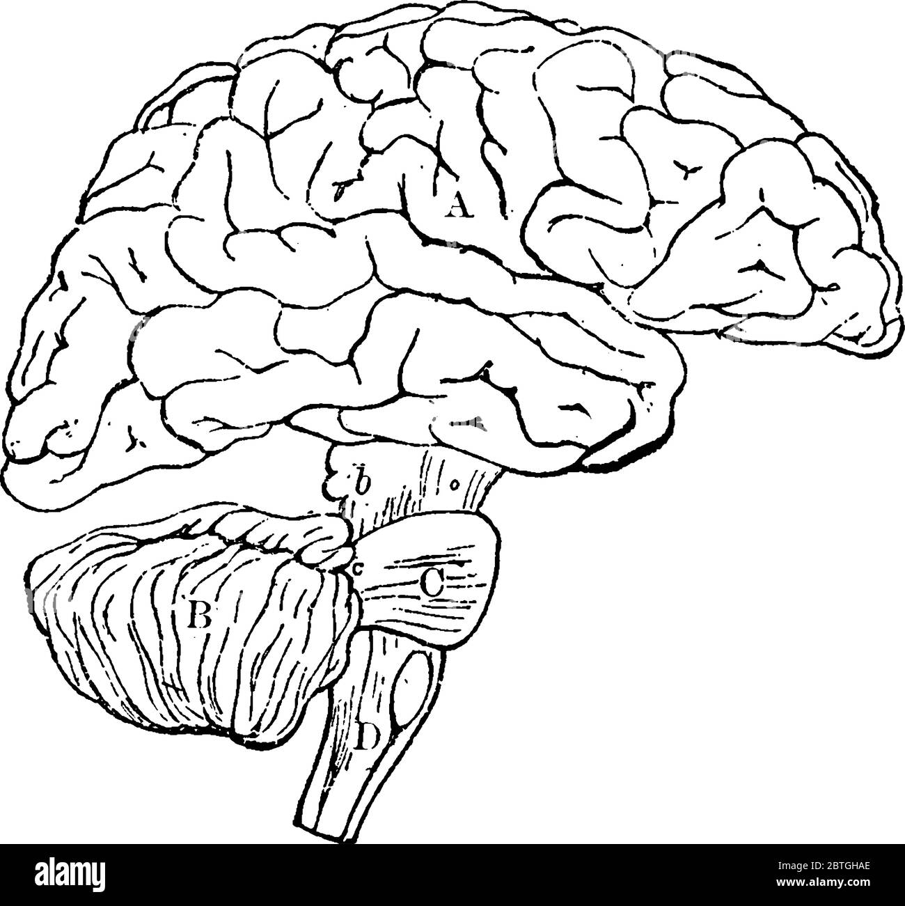 Midbrain Diagram Blank