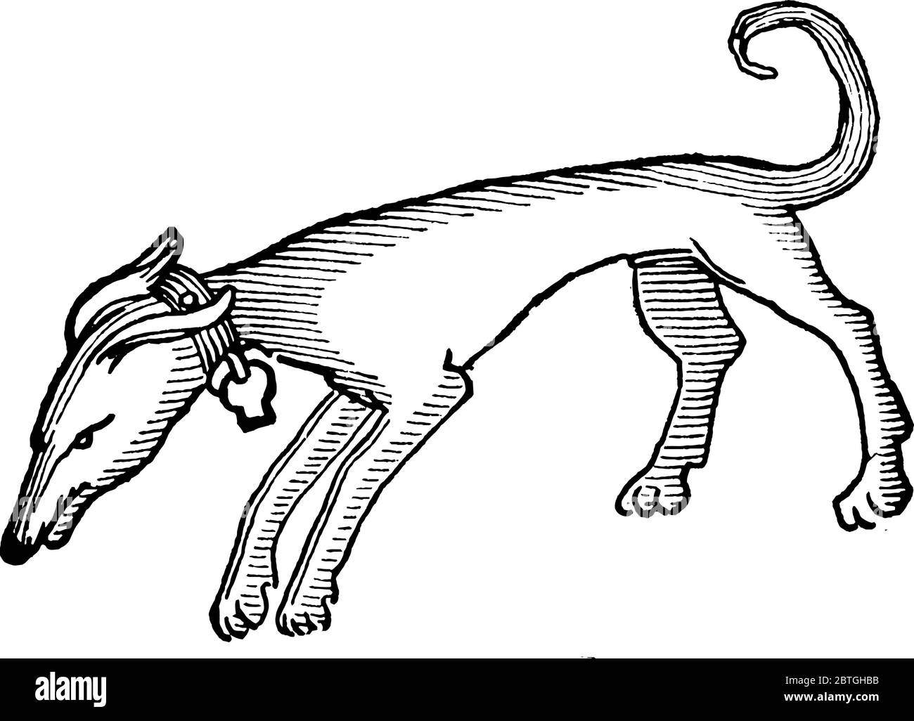 A typical representation of a dog, with a collar, Woodcut, vintage line ...