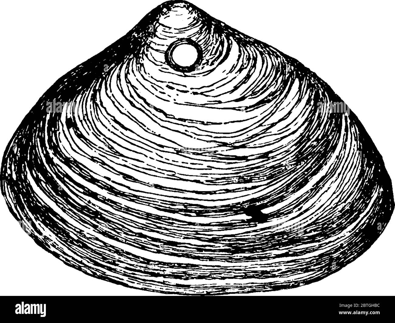 Clam Drawing