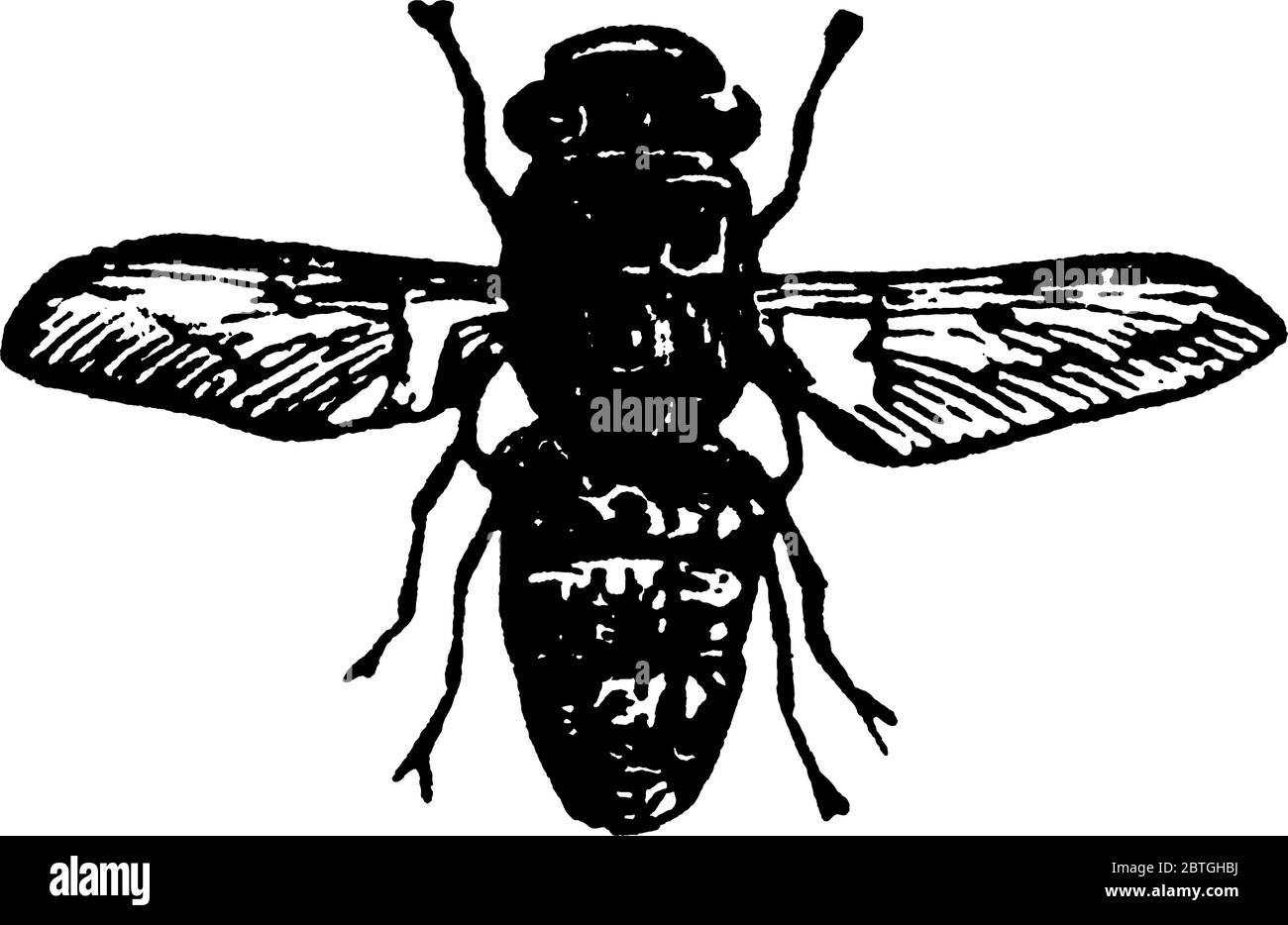 The sheep-bot fly of the species Estrus ovis, that has diagonal bars in ...