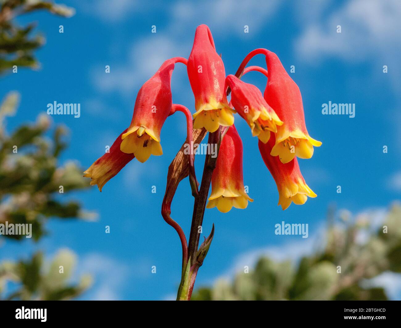 Native blue bells hi-res stock photography and images - Alamy