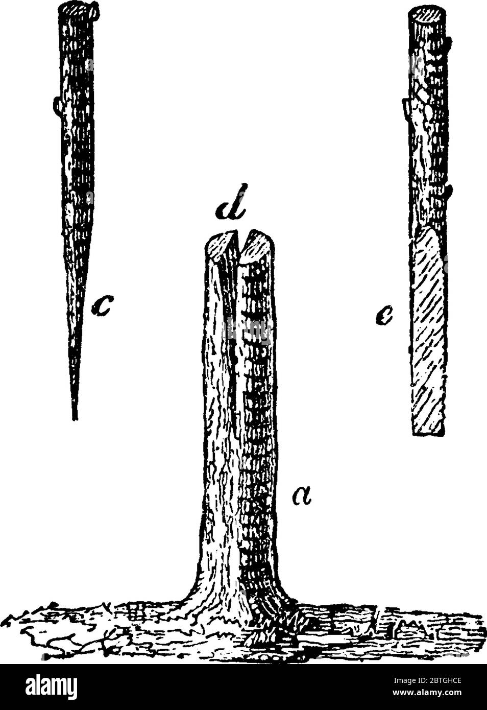 Cleft grafting is a grafting technique that allows the union of a ...