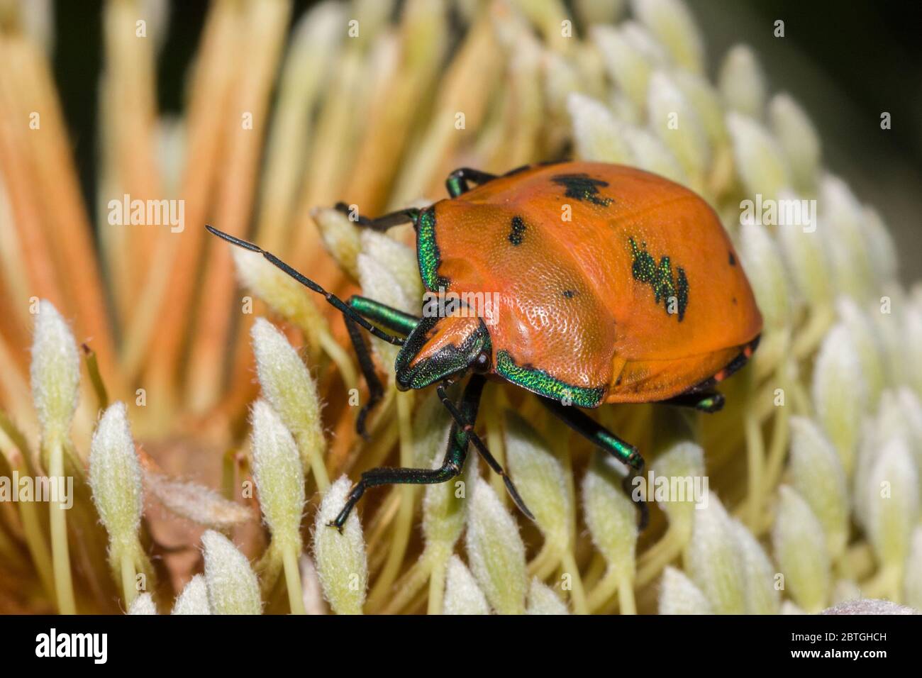 Orange Blue Stink Bugs With Spots