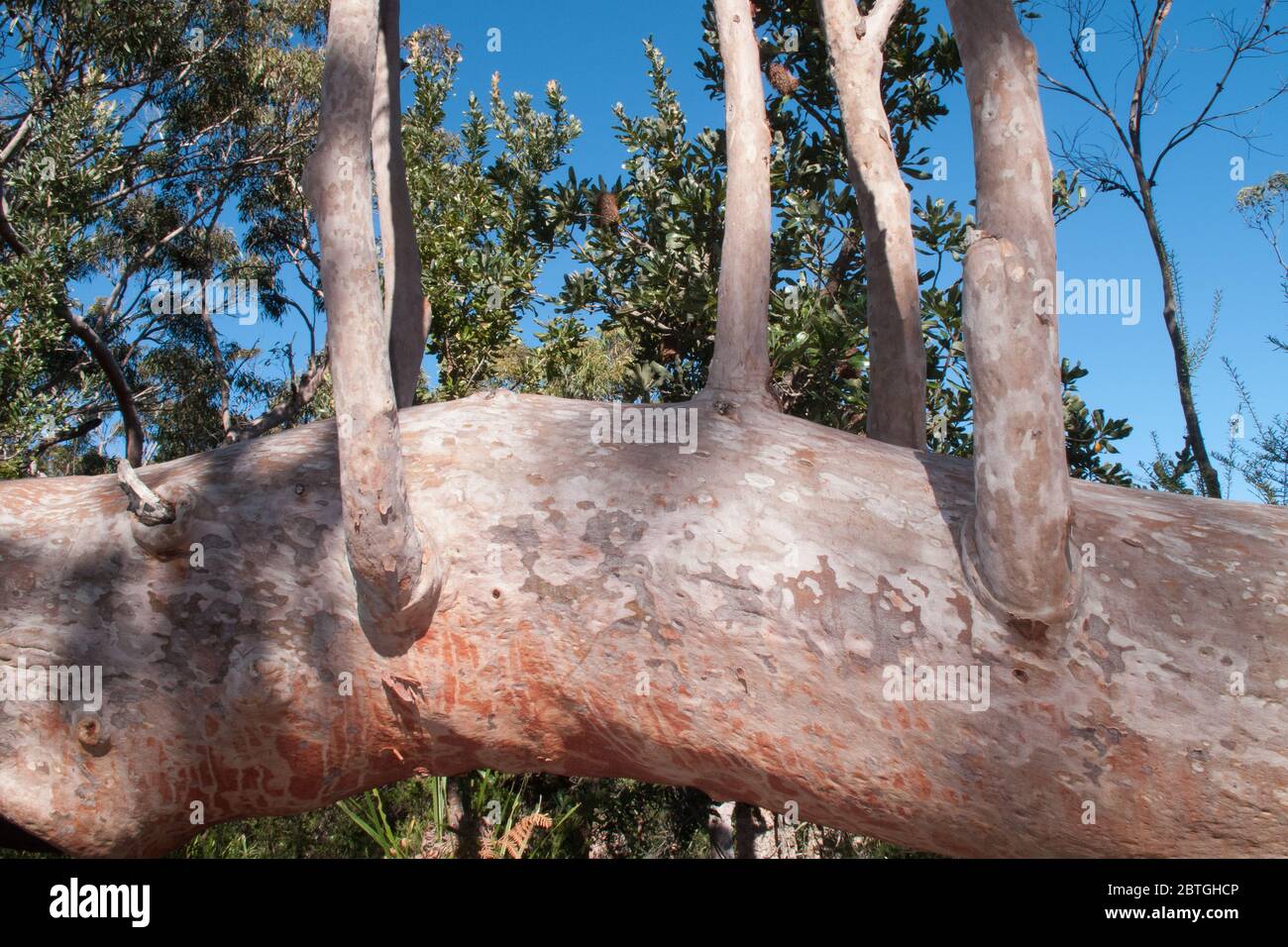 Fallen gum tree hi-res stock photography and images - Alamy