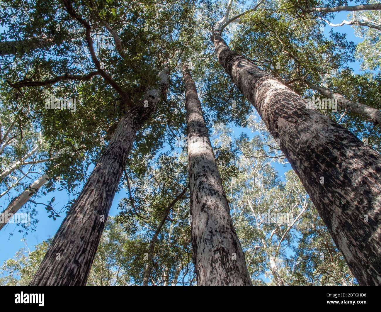 Tall eucalypt forest hi-res stock photography and images - Alamy