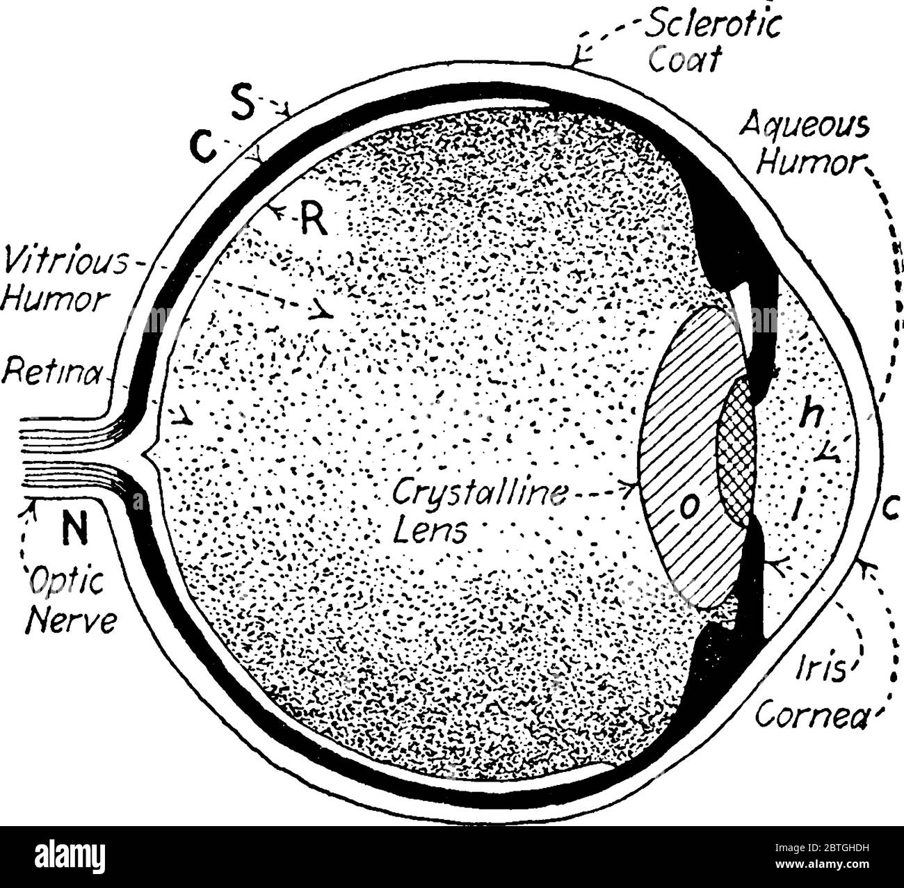 Parts of the human eye hi-res stock photography and images - Alamy